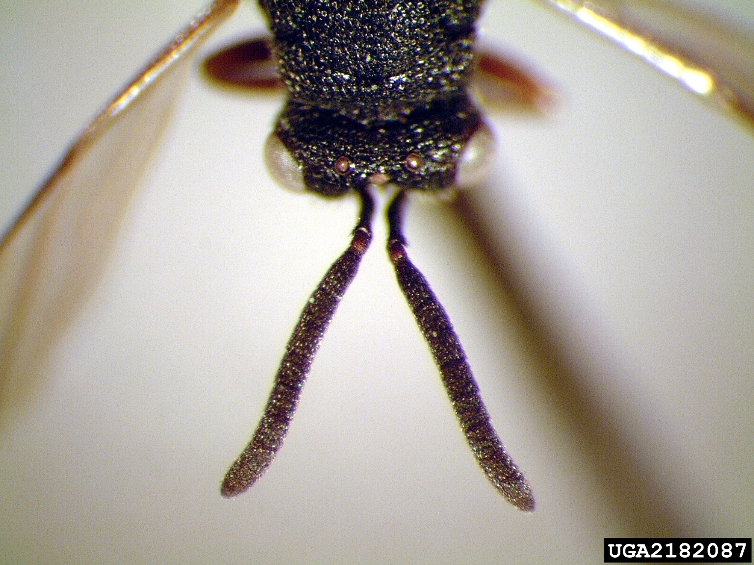 chalcid wasps (Family Chalcididae)