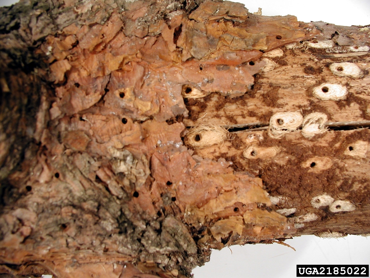 white pine weevil (Pissodes strobi)