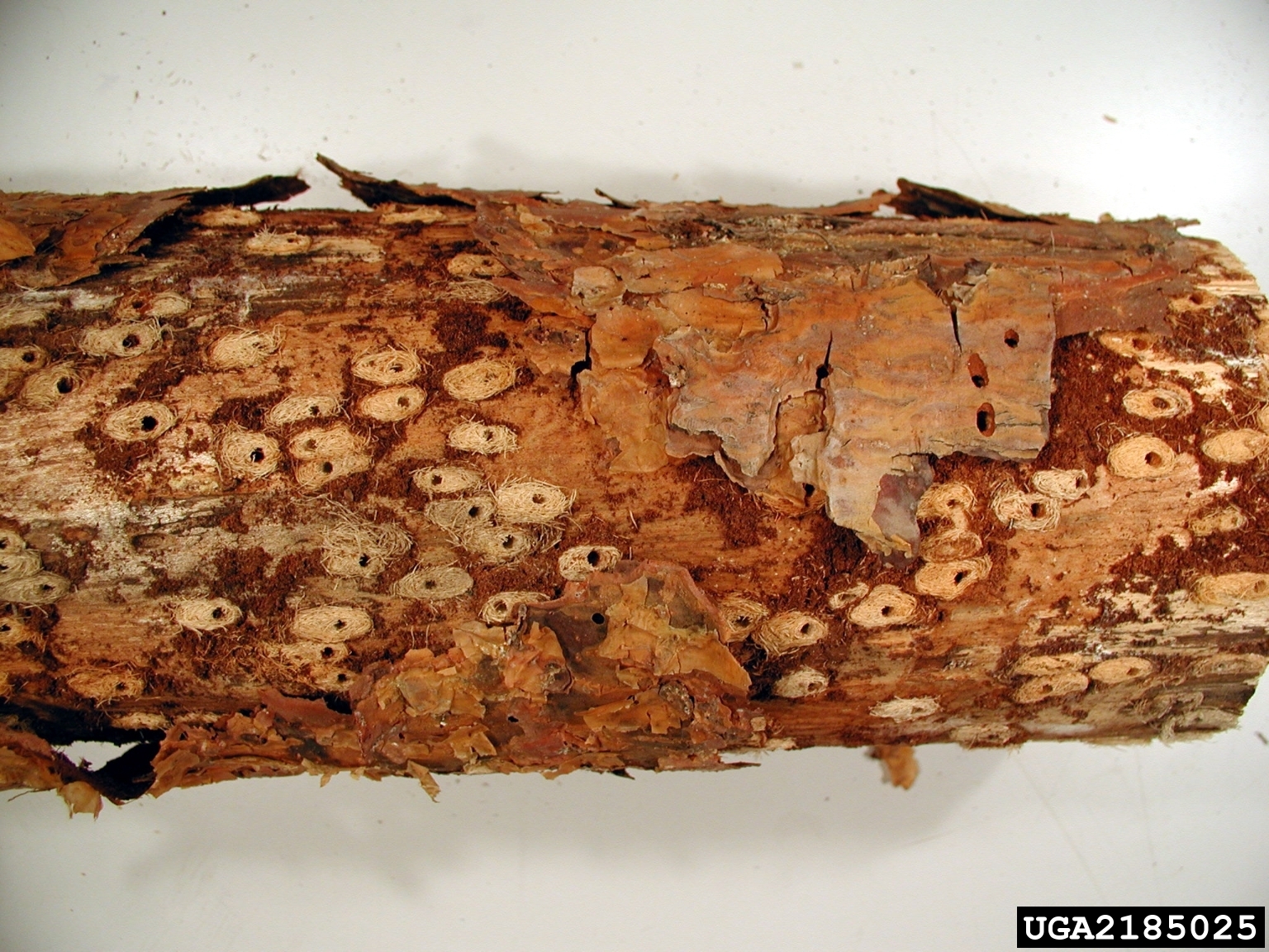 white pine weevil (Pissodes strobi (Peck, 1817))