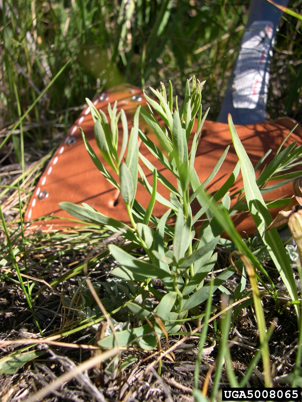 comandra blister rust (Cronartium comandrae)