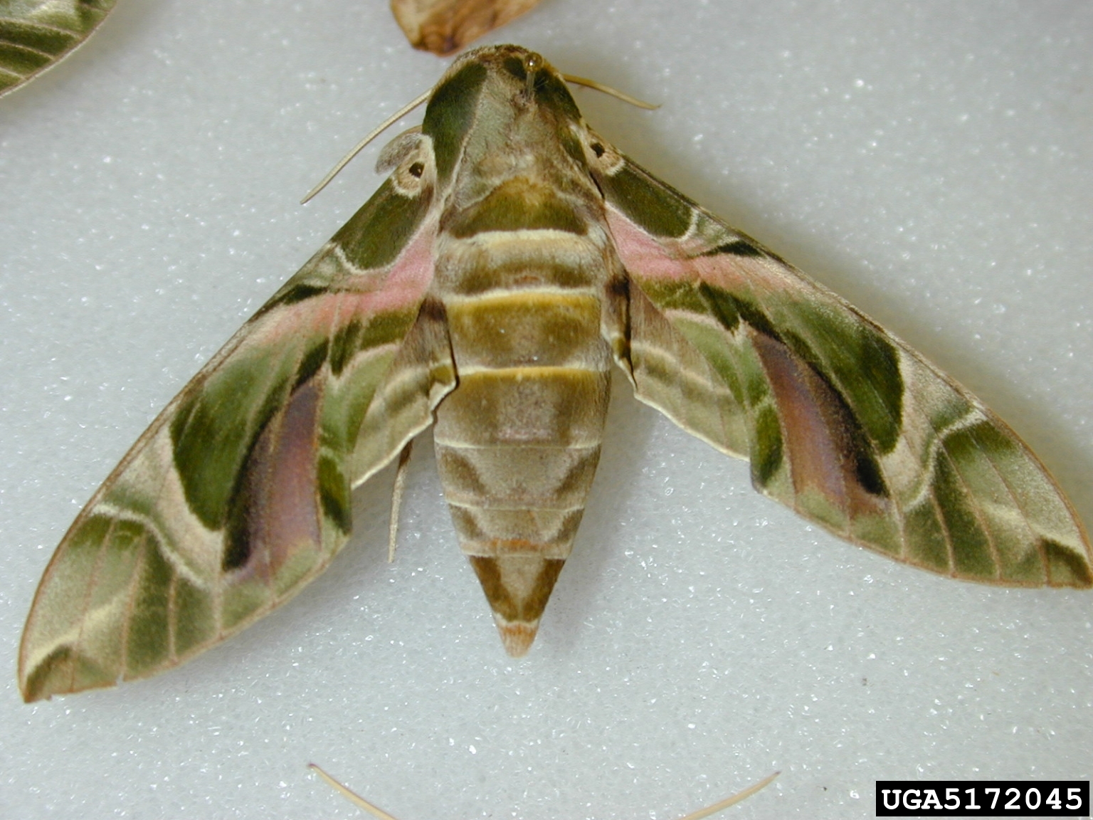 oleander hawk moth (Daphnis nerii)