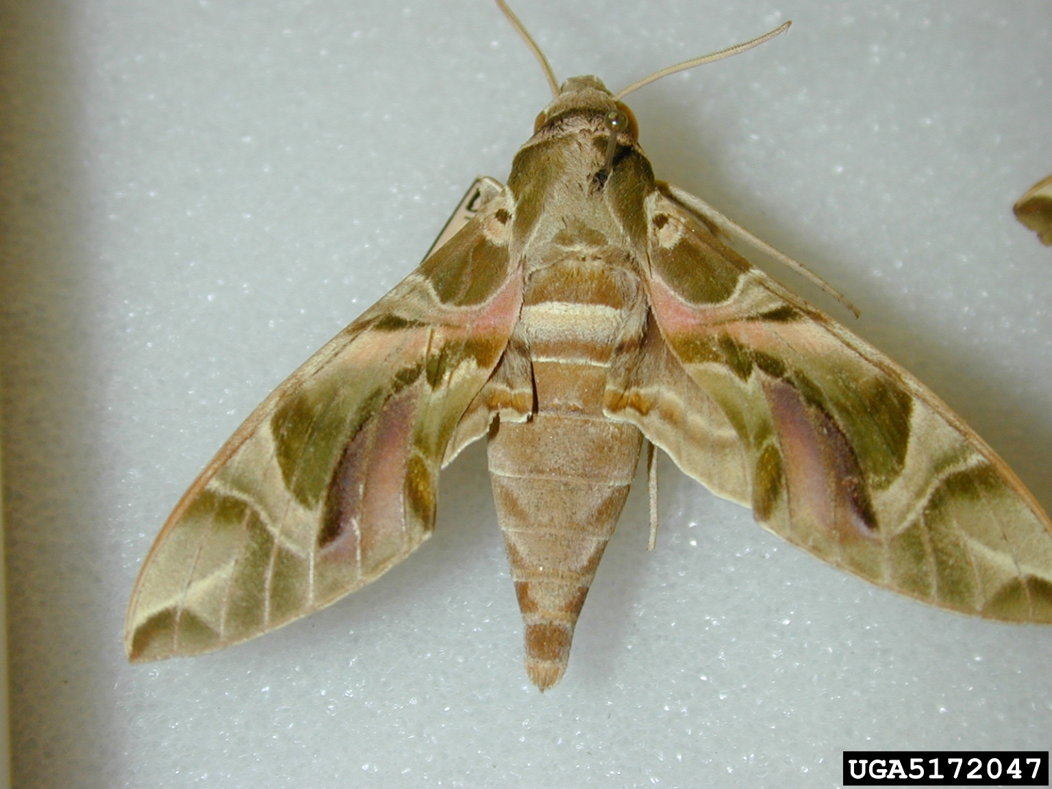 oleander hawk moth (Daphnis nerii)