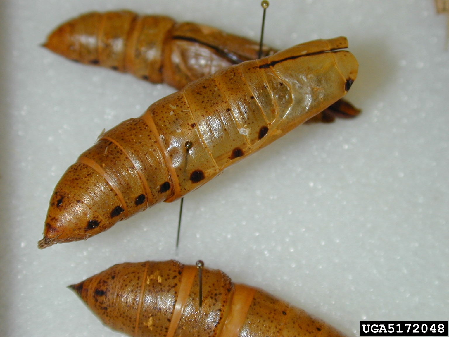 oleander hawk moth (Daphnis nerii)