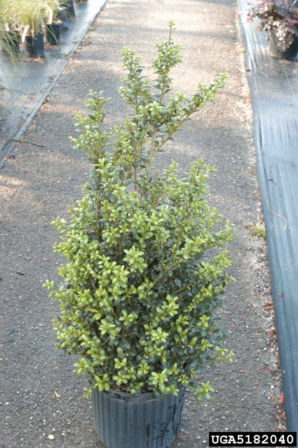 Japanese holly (Ilex crenata Thunb.)