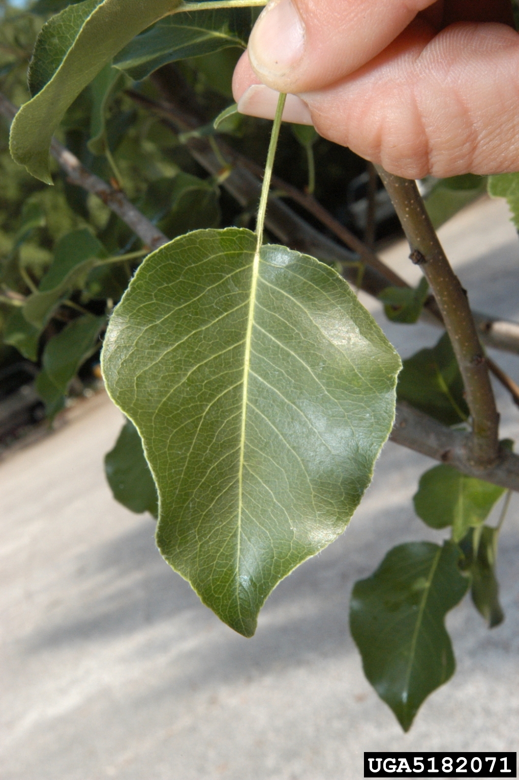 Callery pear (Bradford pear) (Pyrus calleryana Decne.)