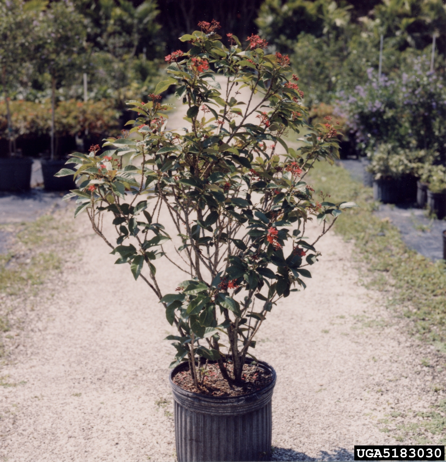 peregrina (Jatropha integerrima Jacq.)