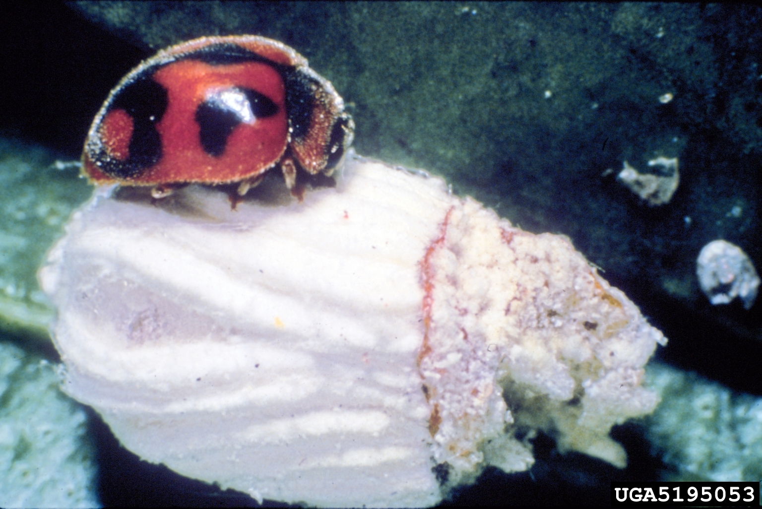 cottony cushion scale (Icerya purchasi Maskell)