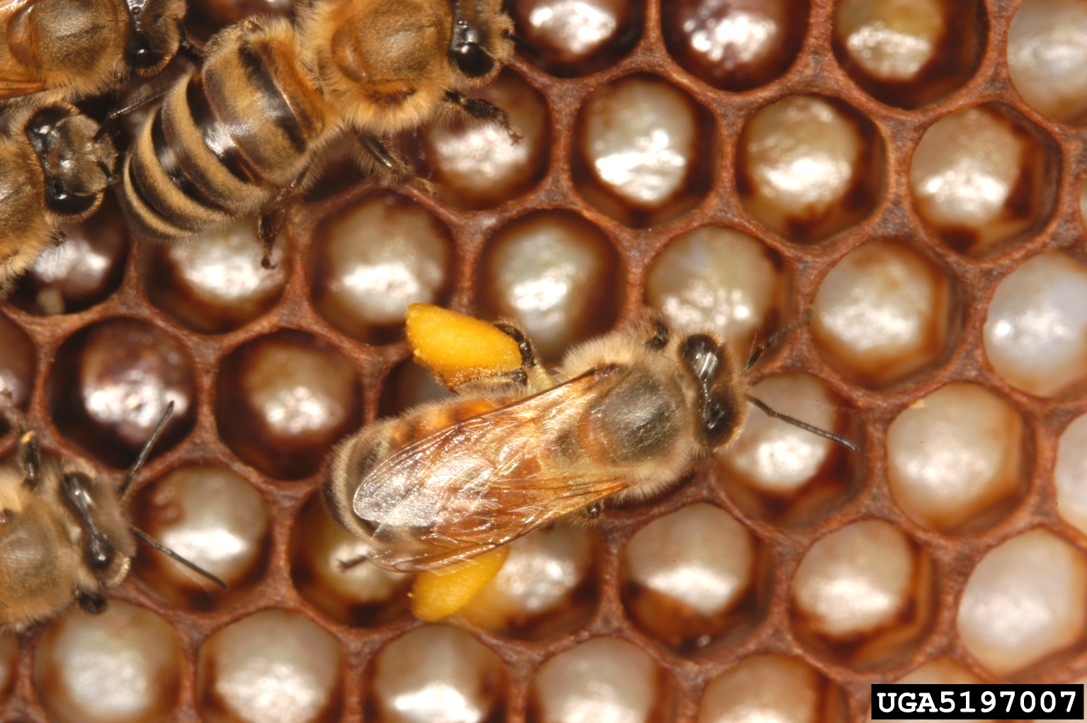 honey bee, Apis mellifera (Hymenoptera: Apidae) - 5197007