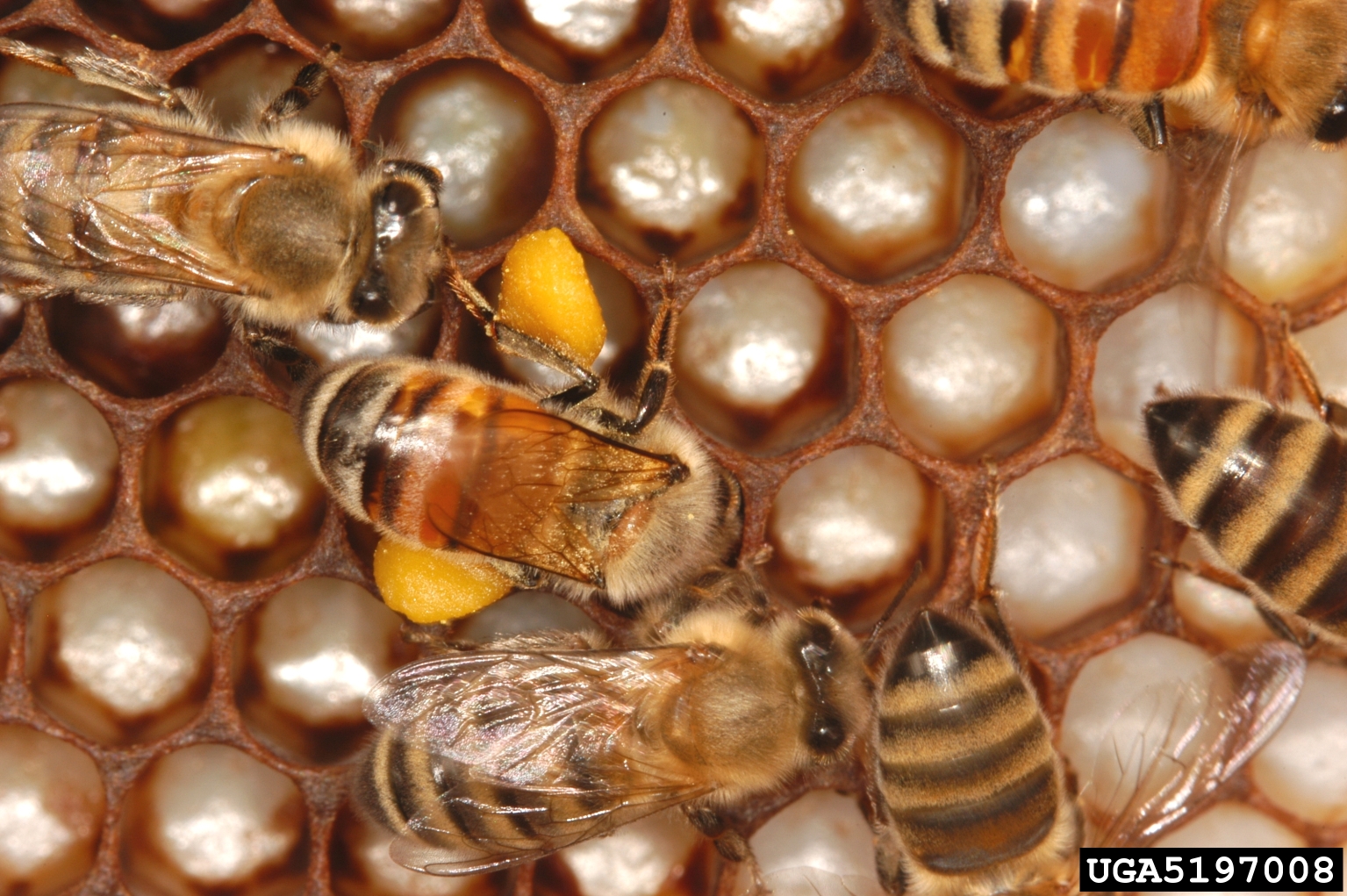 honey bee (Apis mellifera Linnaeus)