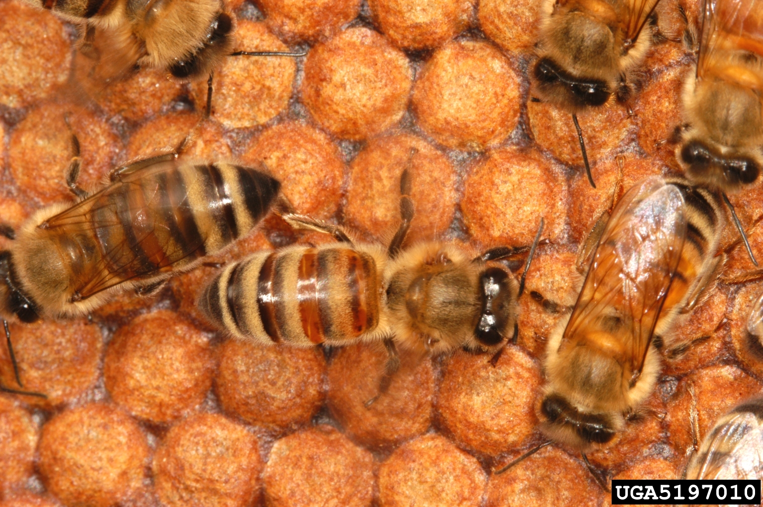honey bee, Apis mellifera (Hymenoptera: Apidae) - 5197010