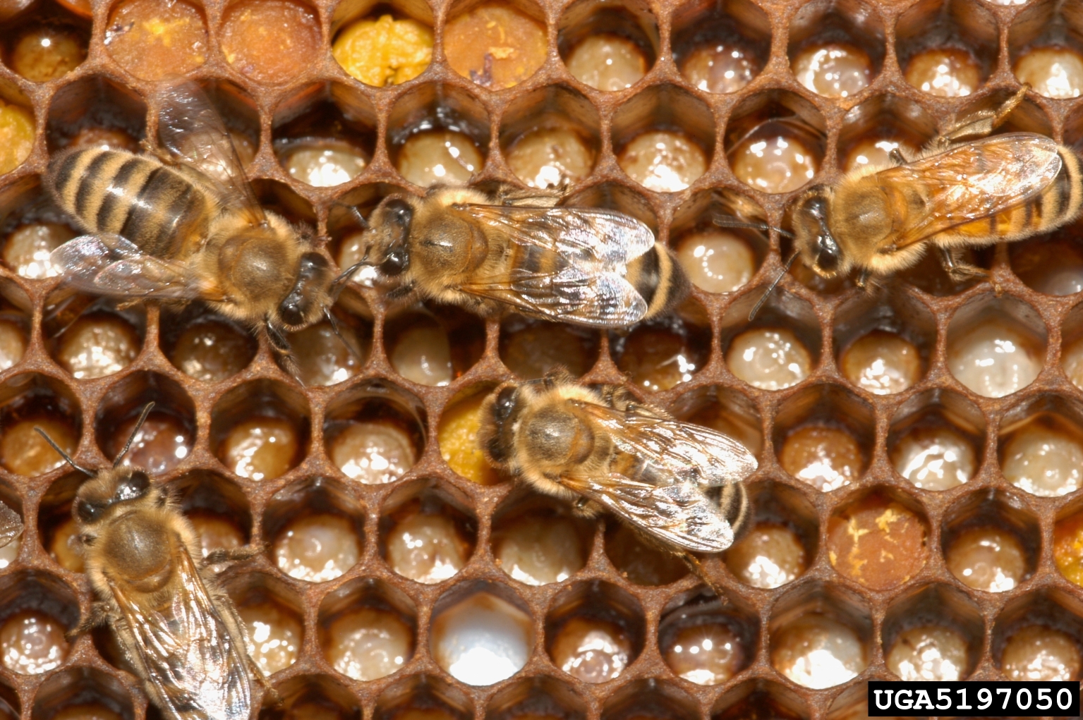 honey bee (Apis mellifera)