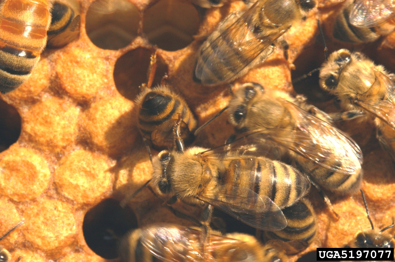 honey bee, Apis mellifera (Hymenoptera: Apidae) - 5197077