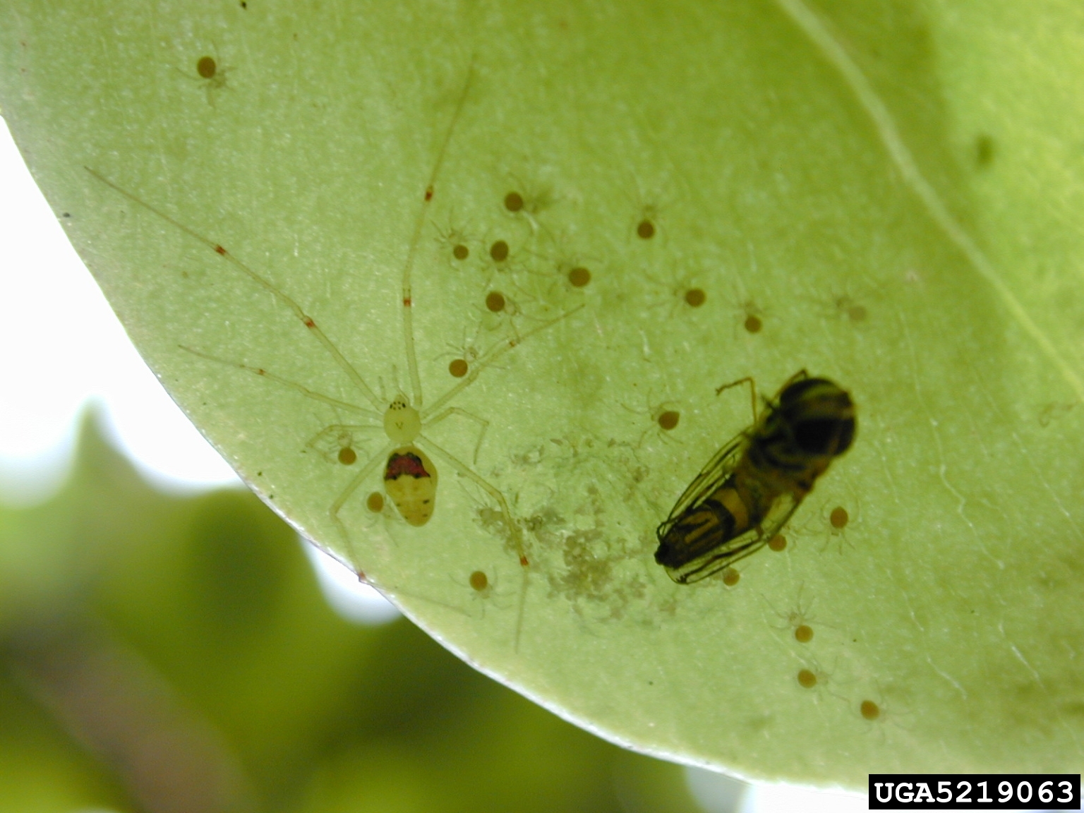Hawaiian happy face spider (Theridion grallator)