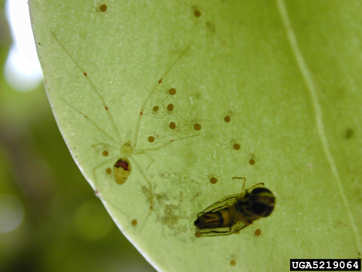 Hawaiian happy face spider, Theridion grallator (Araneae: Theridiidae ...