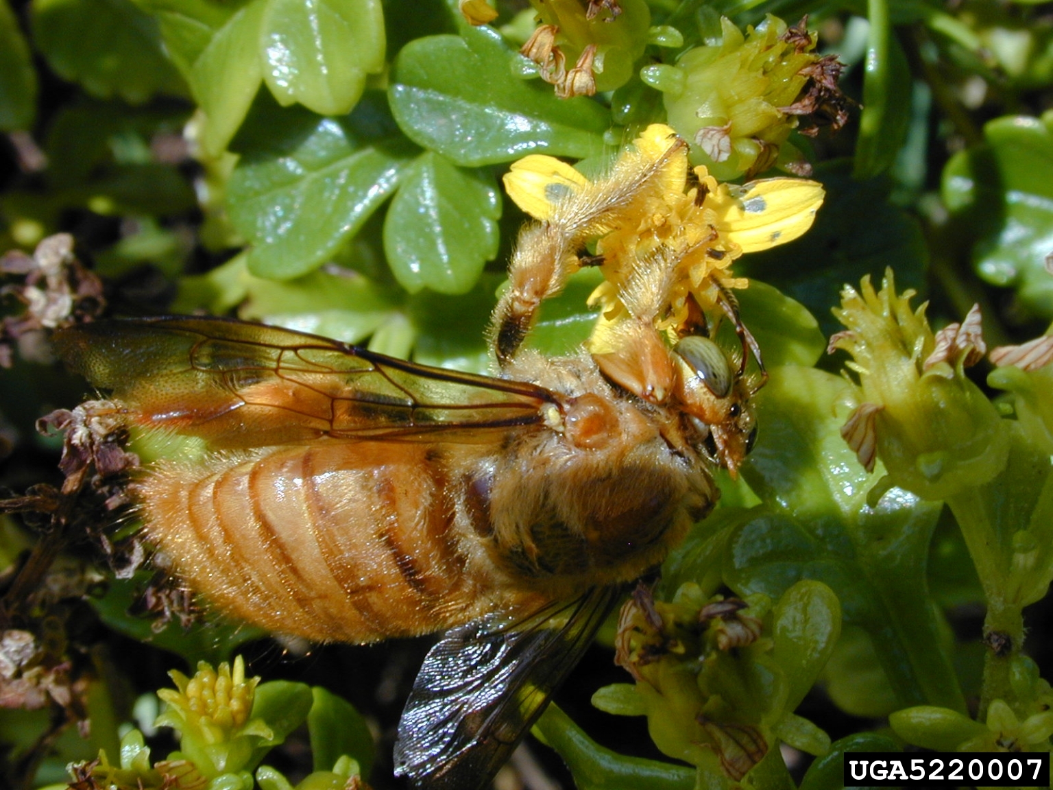 What are those huge brown, bee-like things I saw on the flowers today ...