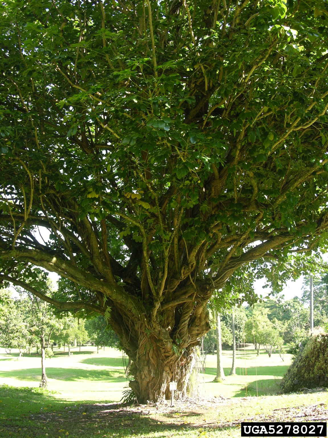 octopus tree (Schefflera actinophylla)
