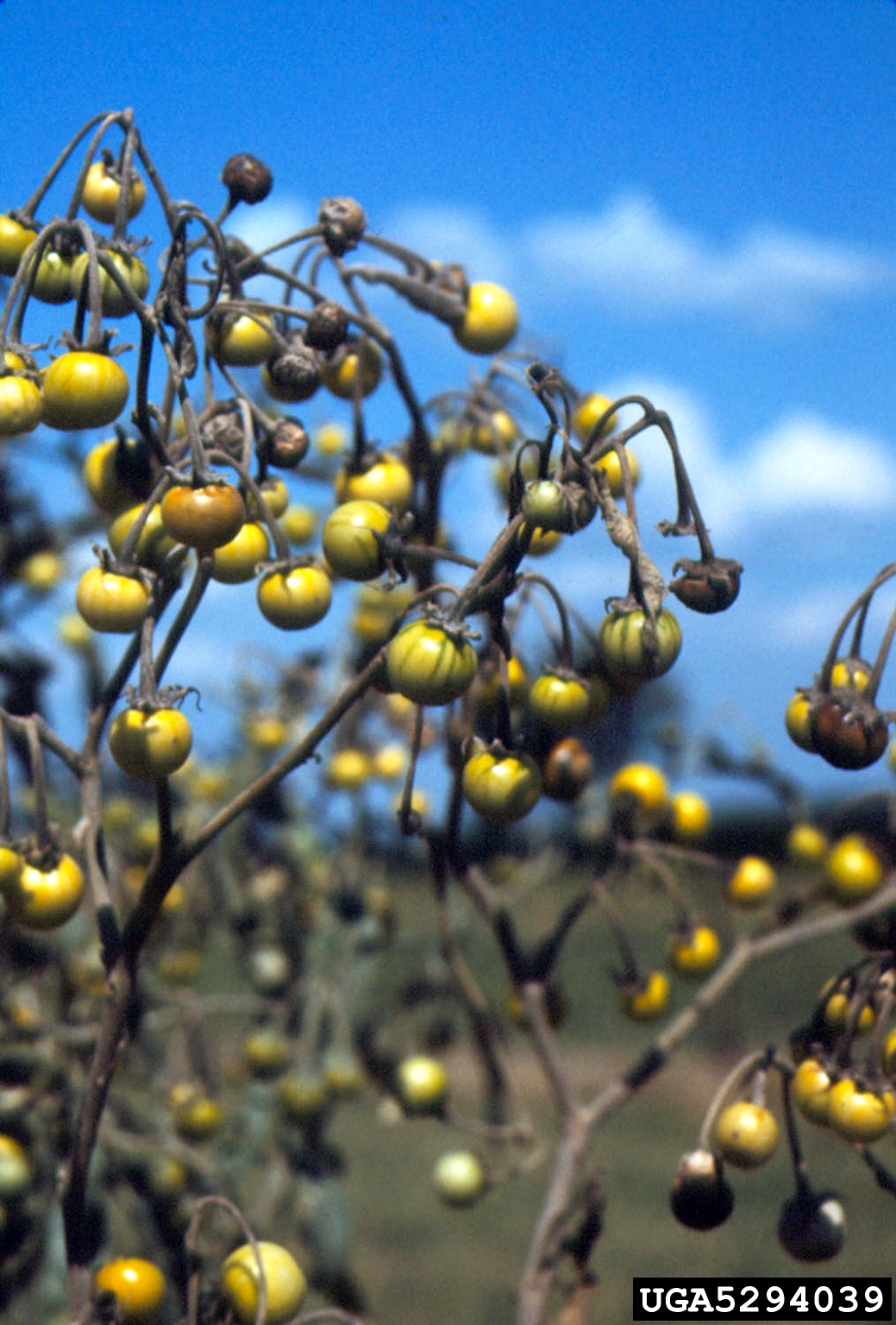 silverleaf nightshade (Solanum elaeagnifolium Cavanaugh)