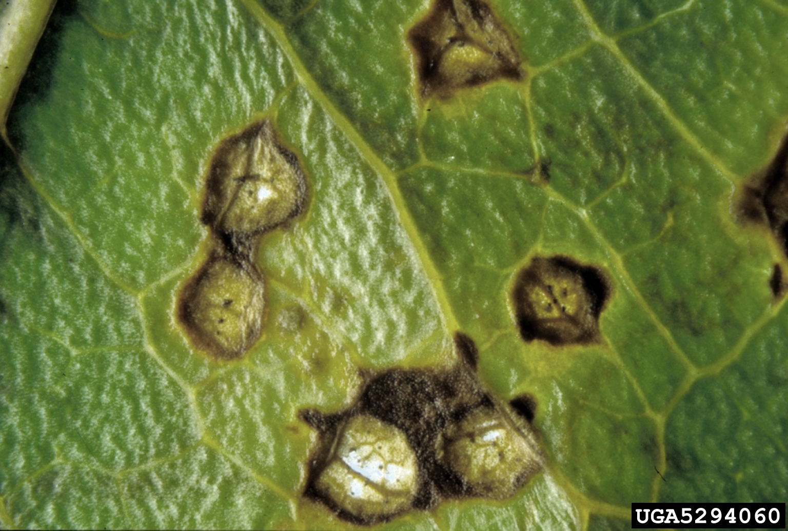 anthracnose (Genus Colletotrichum Corda)