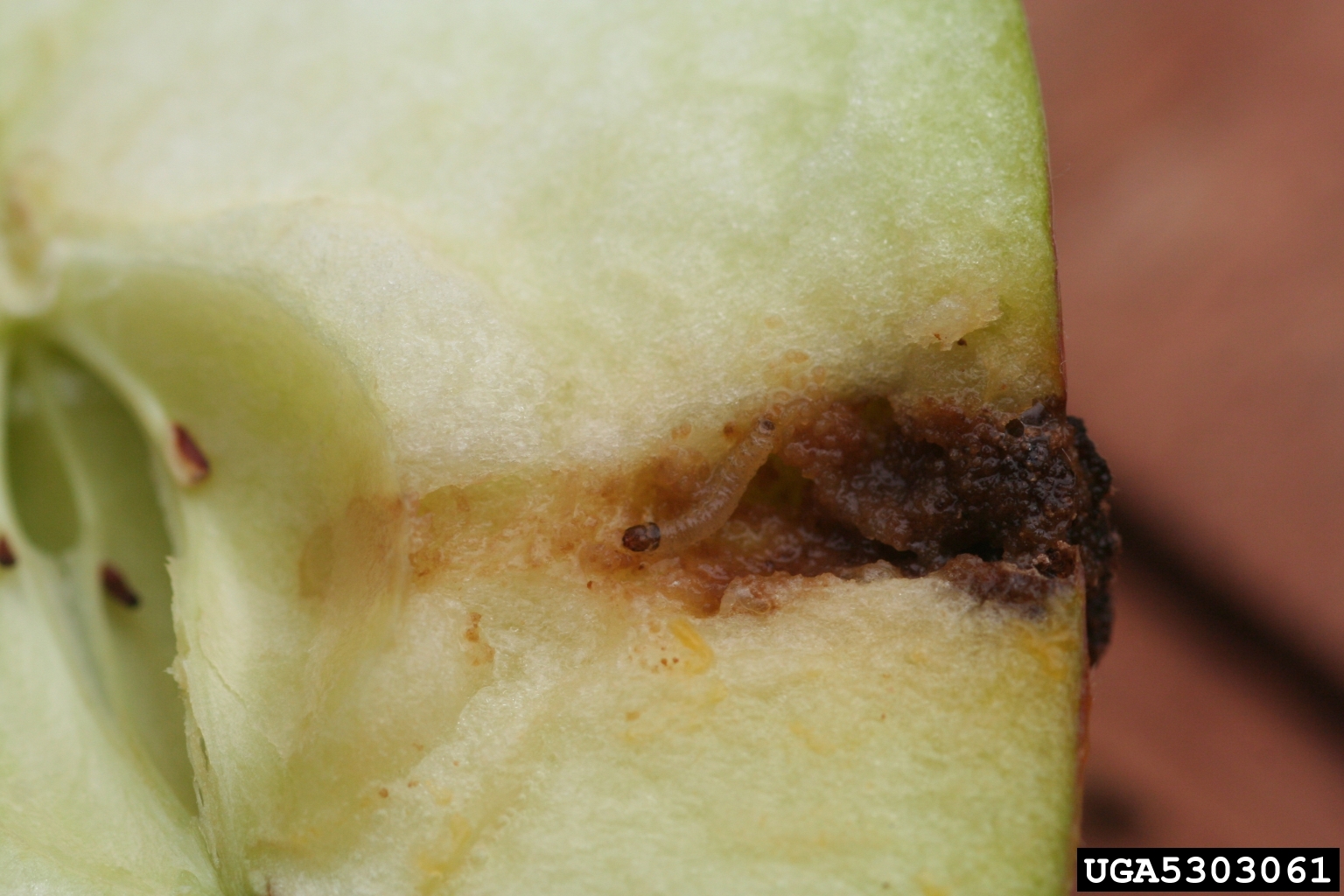 codling moth (Cydia pomonella)