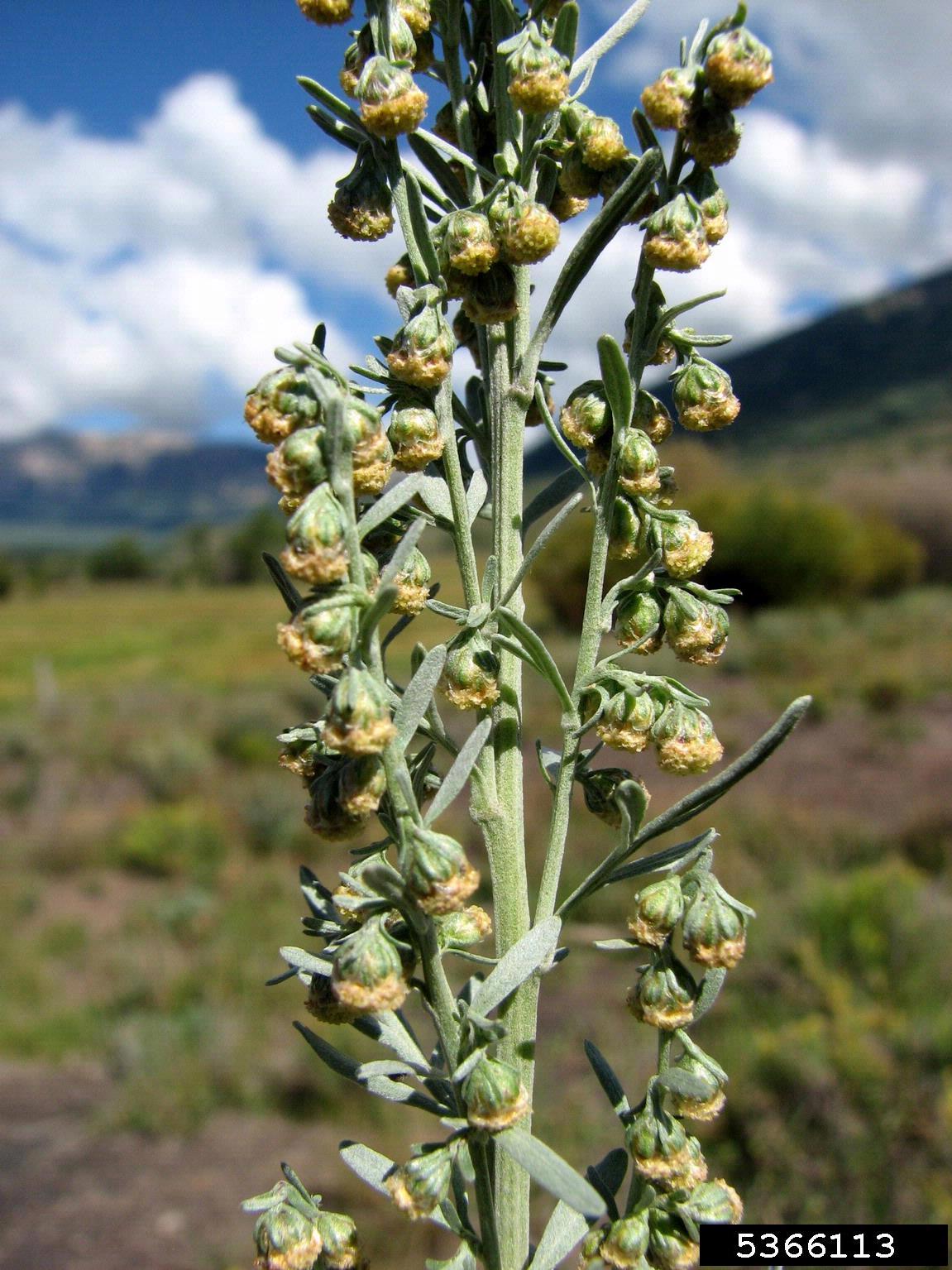 absinth wormwood (Artemisia absinthium)