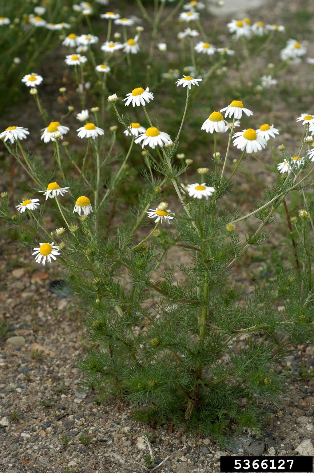 mayweed, scentless chamomile (Tripleurospermum inodorum (L.) Sch. Bip.)