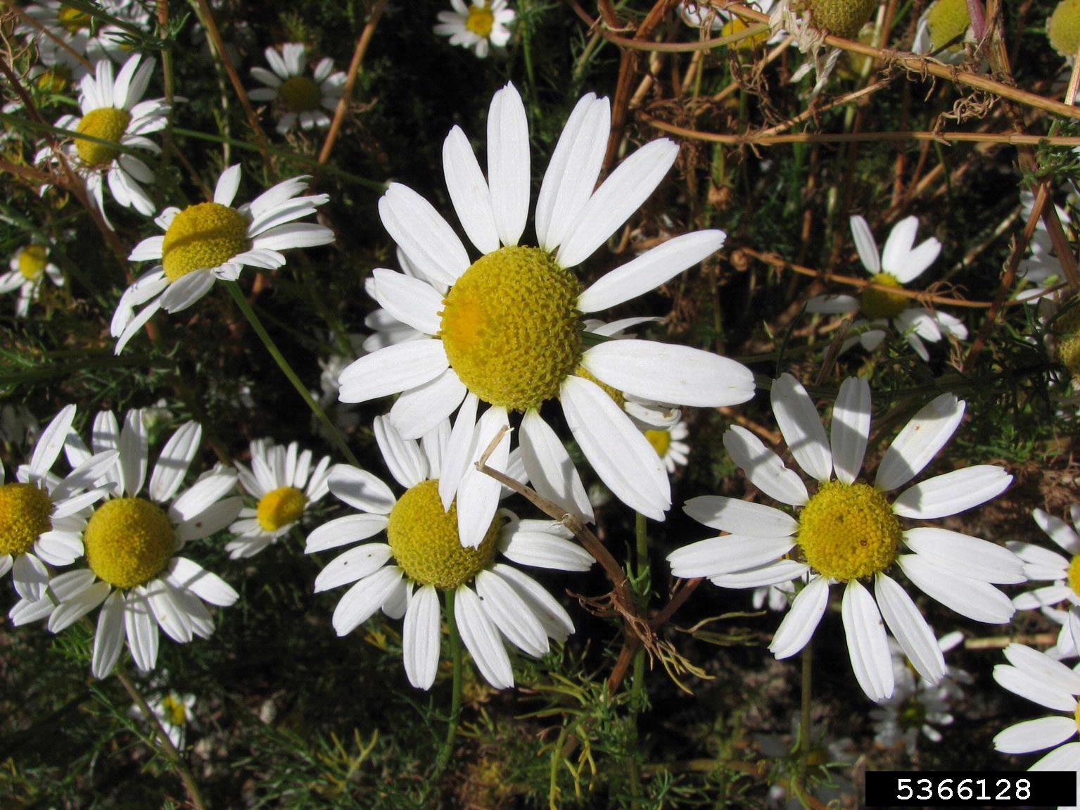mayweed, scentless chamomile (Tripleurospermum inodorum (L.) Sch. Bip.)