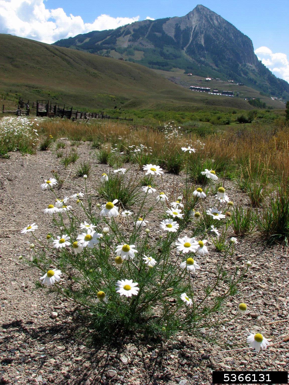 mayweed, scentless chamomile (Tripleurospermum inodorum)