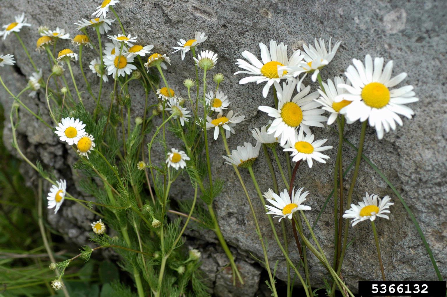 mayweed, scentless chamomile (Tripleurospermum inodorum)