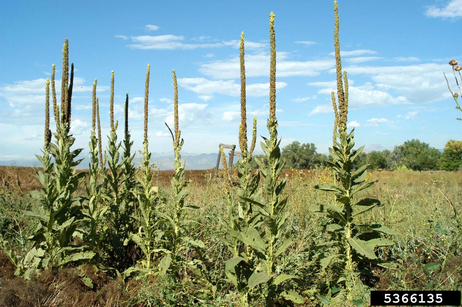 common mullein (Verbascum thapsus)