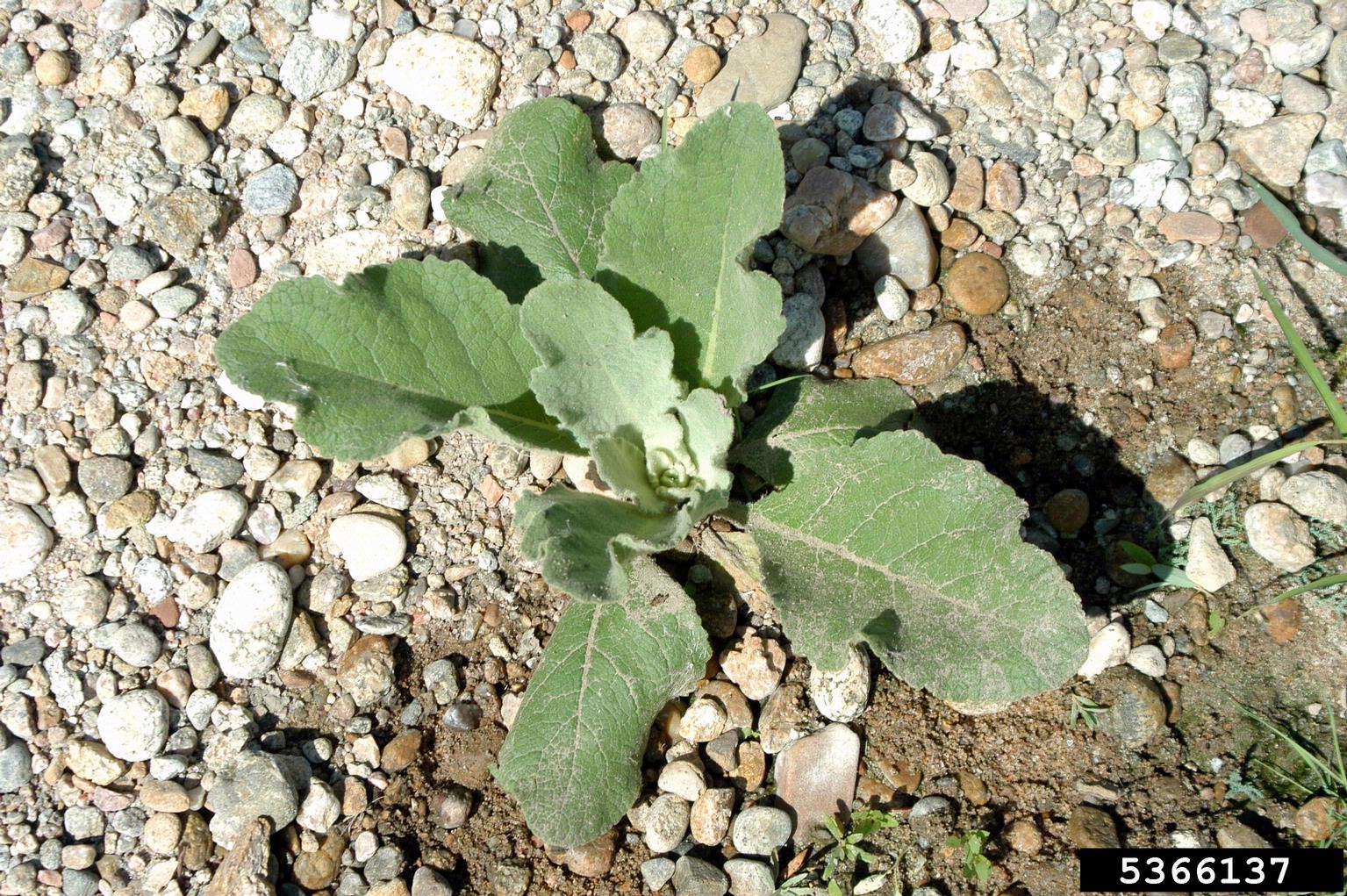 common mullein (Verbascum thapsus)