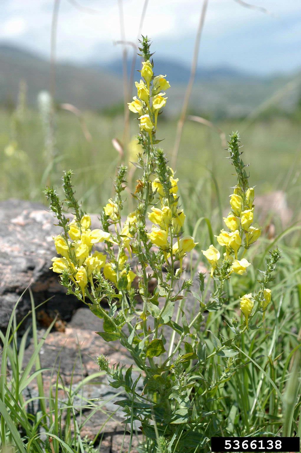 Dalmatian toadflax (Linaria dalmatica)