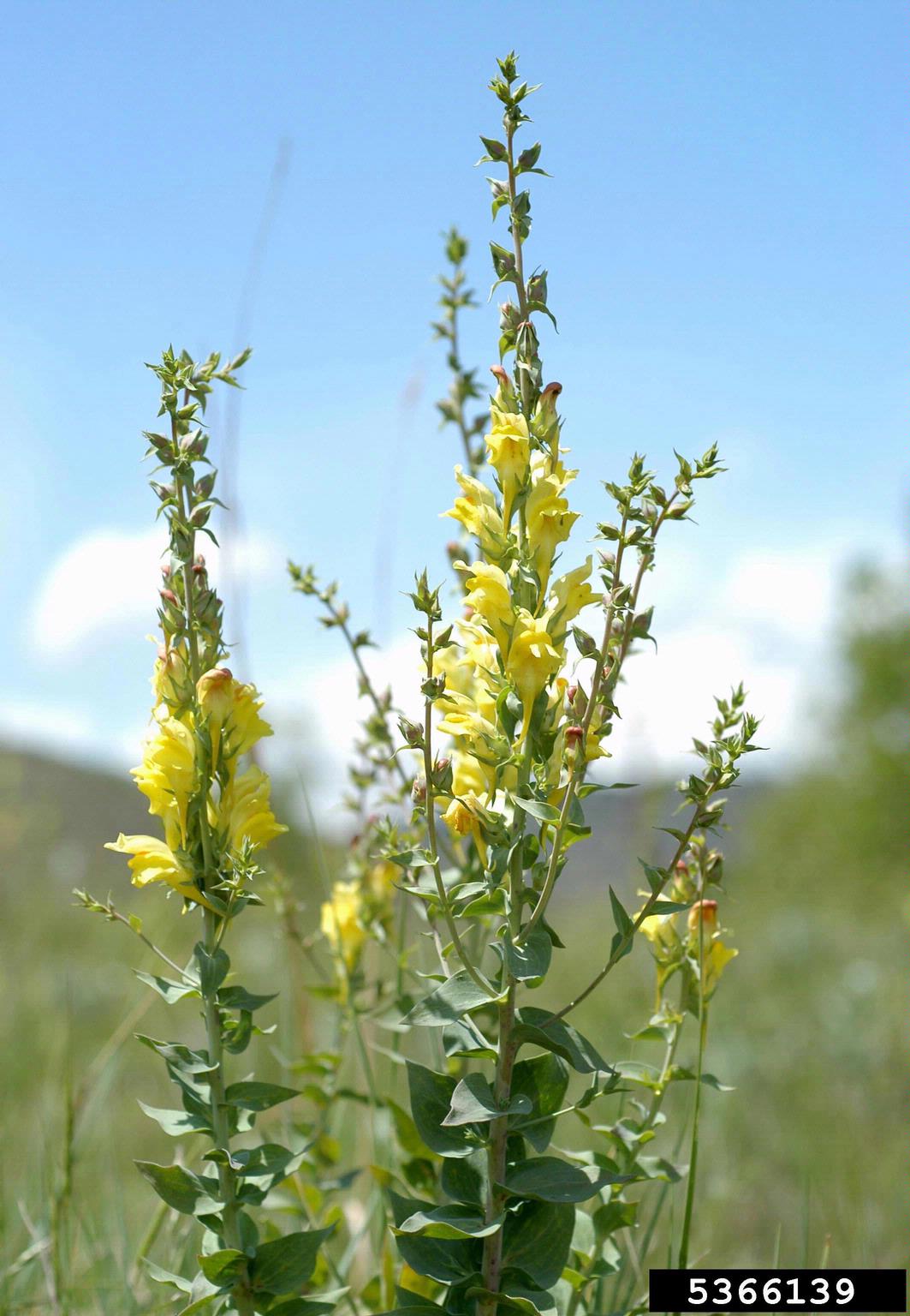 Dalmatian toadflax, Linaria dalmatica (Scrophulariales ...
