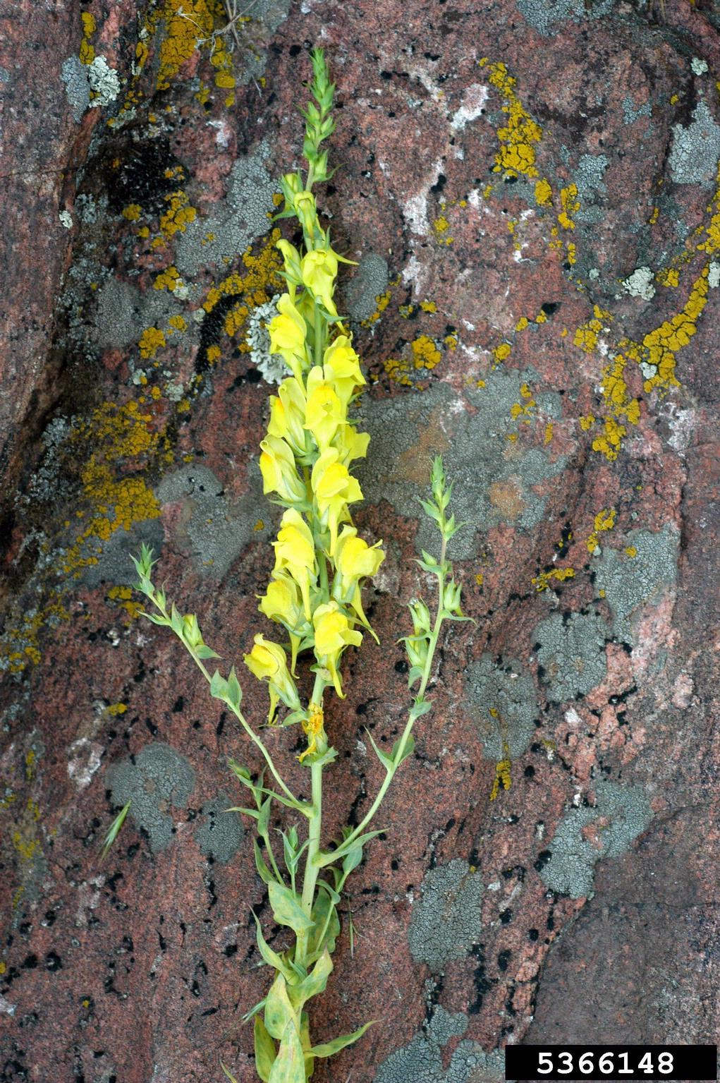 Dalmatian toadflax (Linaria dalmatica (L.) P. Mill.)