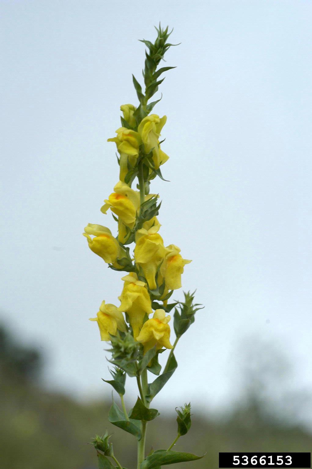 Dalmatian toadflax (Linaria dalmatica (L.) P. Mill.)