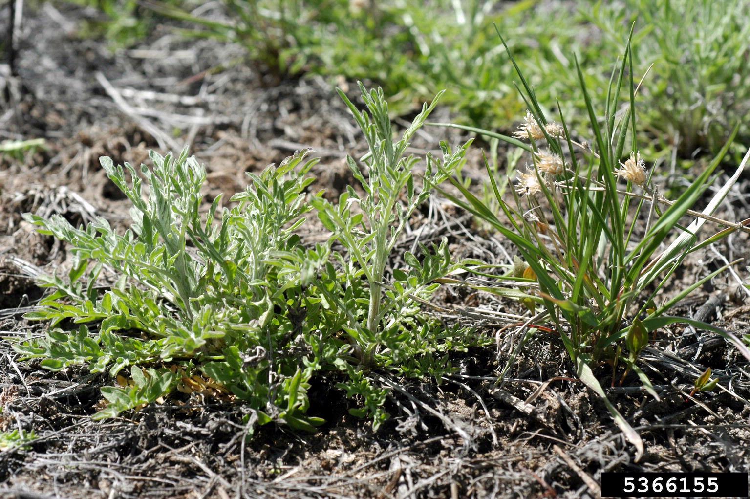 diffuse knapweed (Centaurea diffusa)