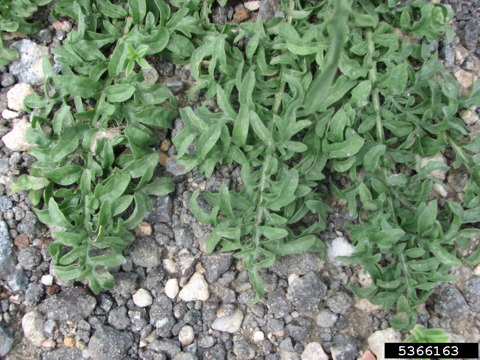 diffuse knapweed (Centaurea diffusa Lam.)
