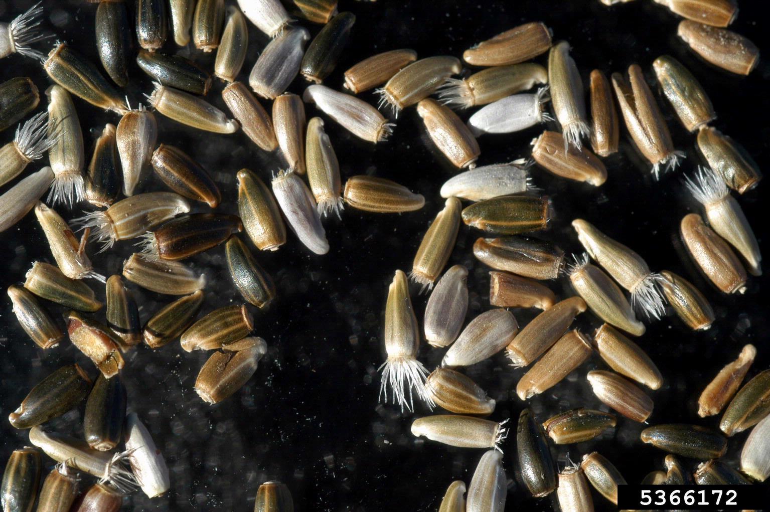 diffuse knapweed (Centaurea diffusa Lam.)