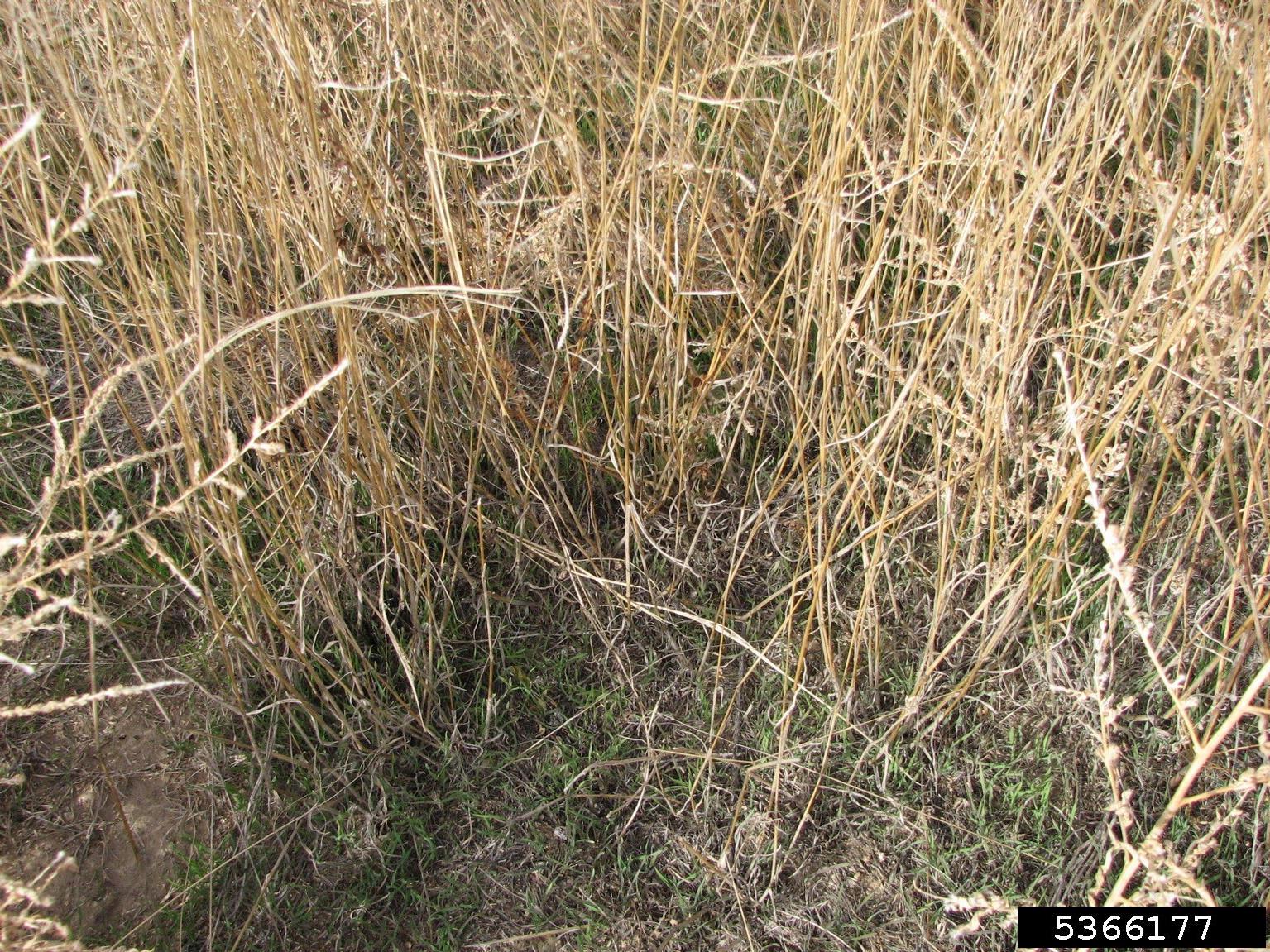 cheatgrass, downy brome (Bromus tectorum L.)