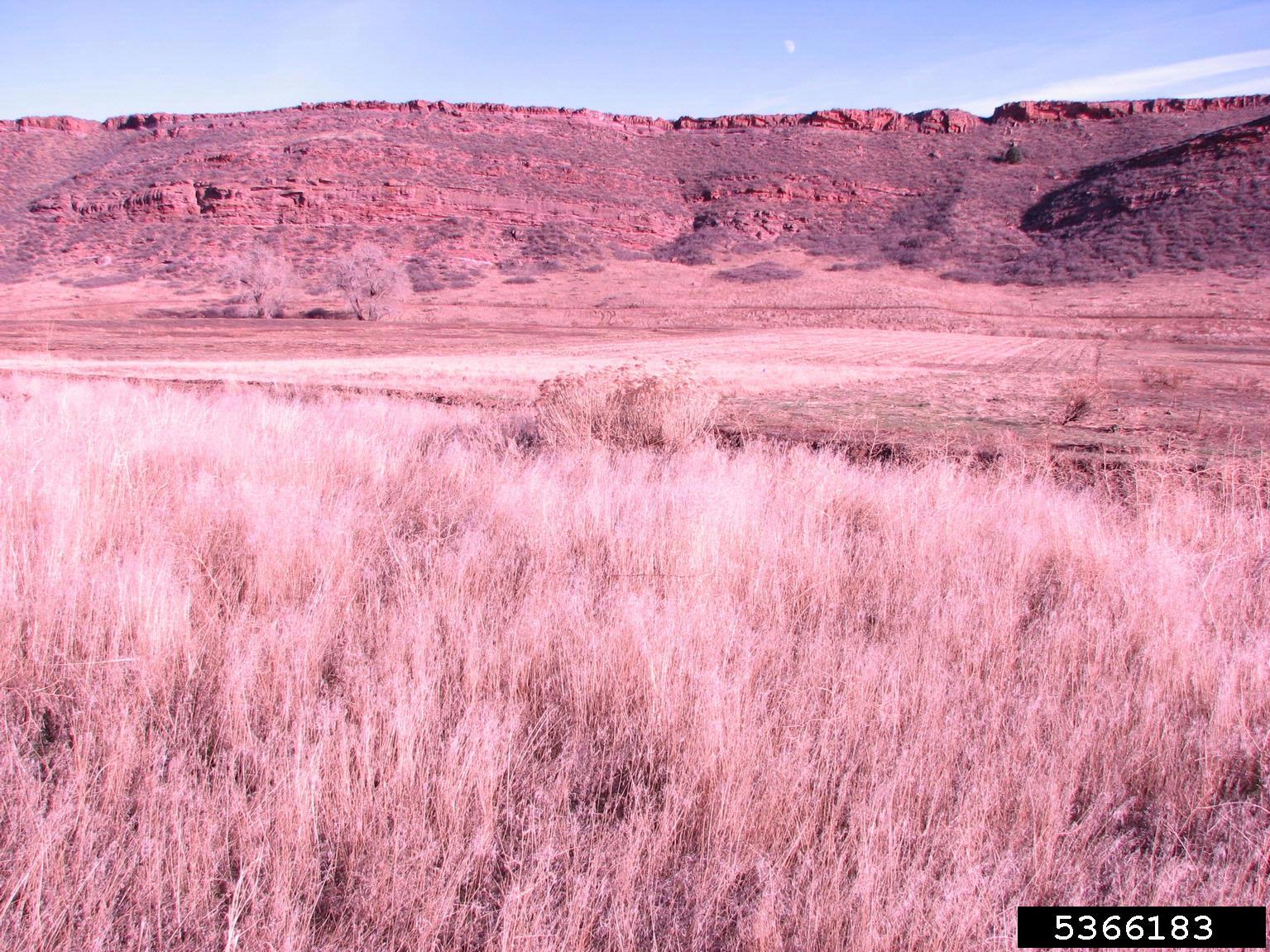 cheatgrass, downy brome (Bromus tectorum L.)
