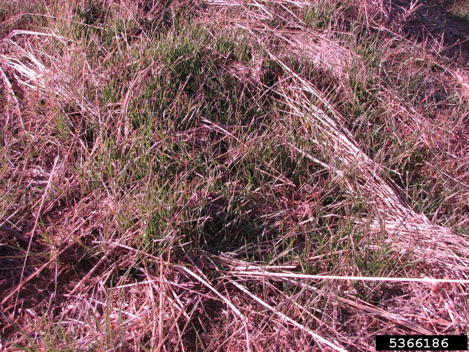 cheatgrass, downy brome (Bromus tectorum L.)
