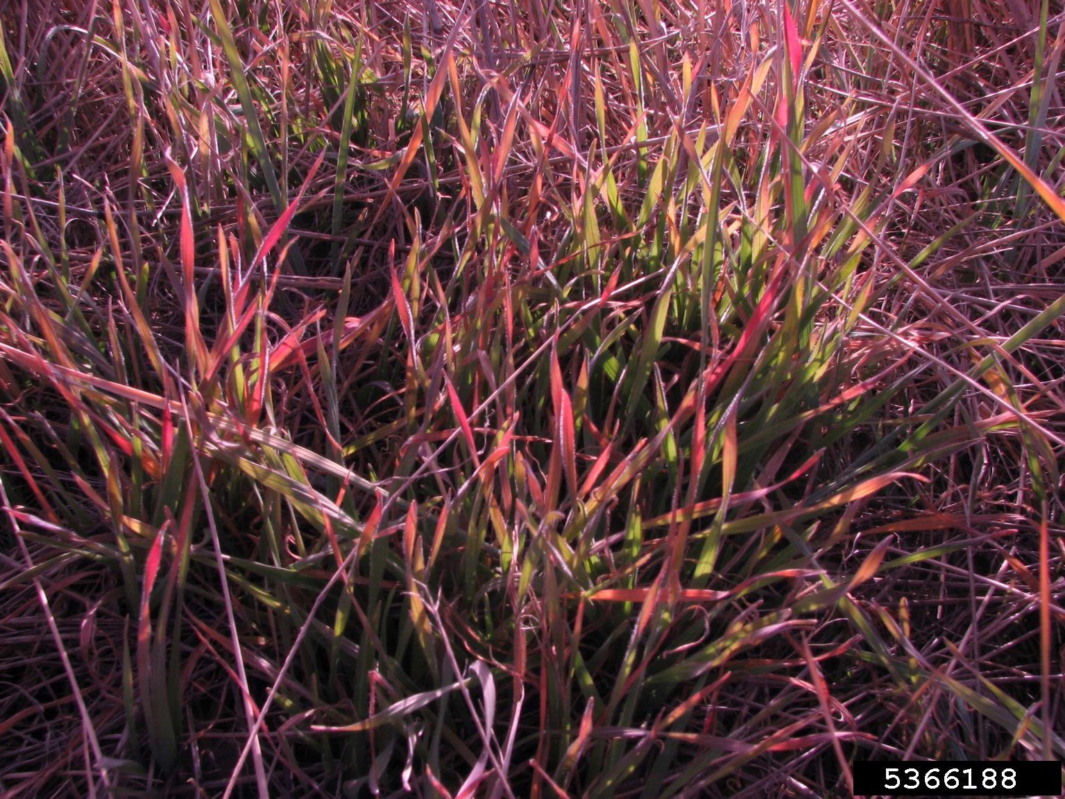 cheatgrass, downy brome (Bromus tectorum L.)