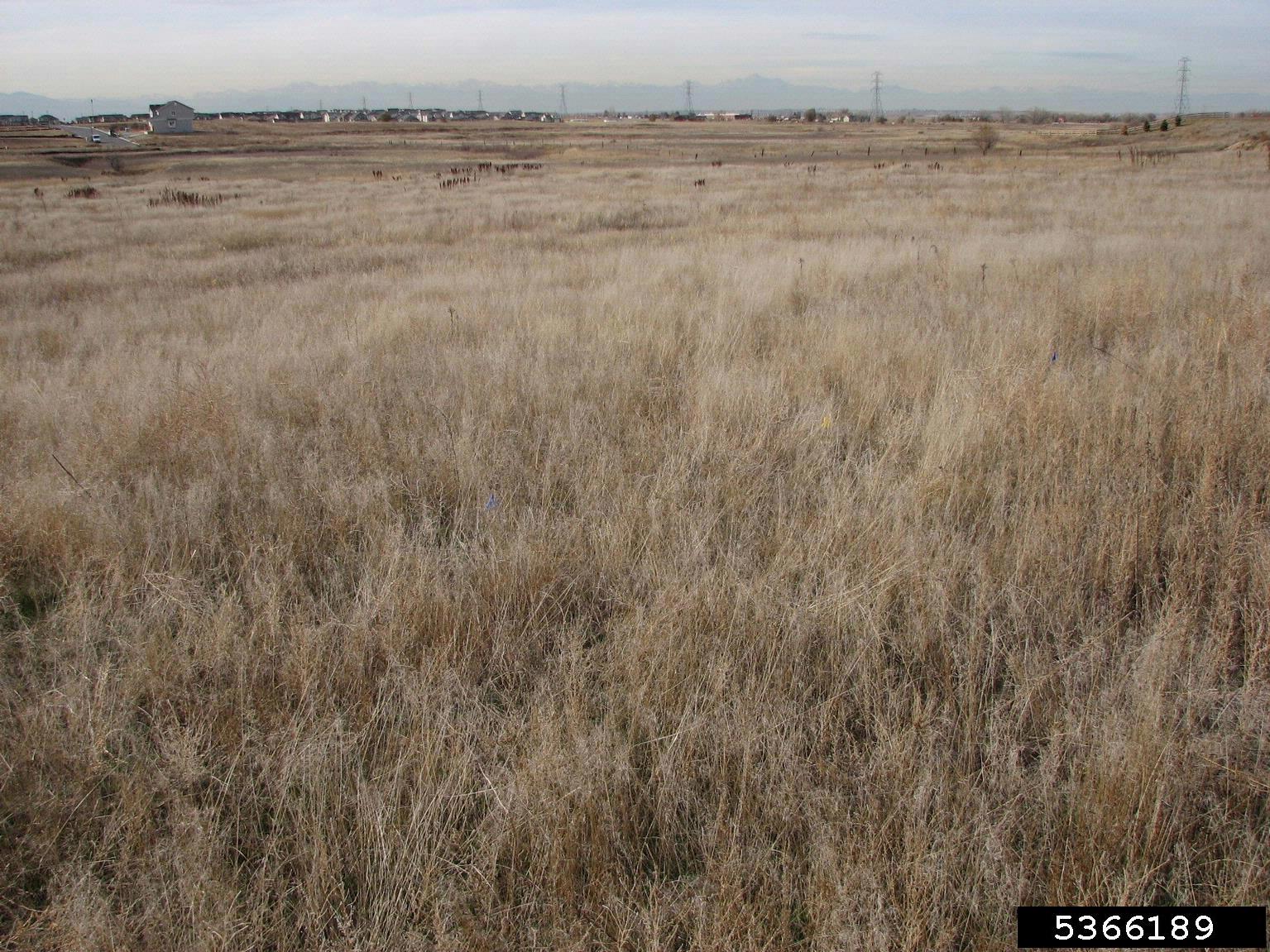 cheatgrass, downy brome (Bromus tectorum)