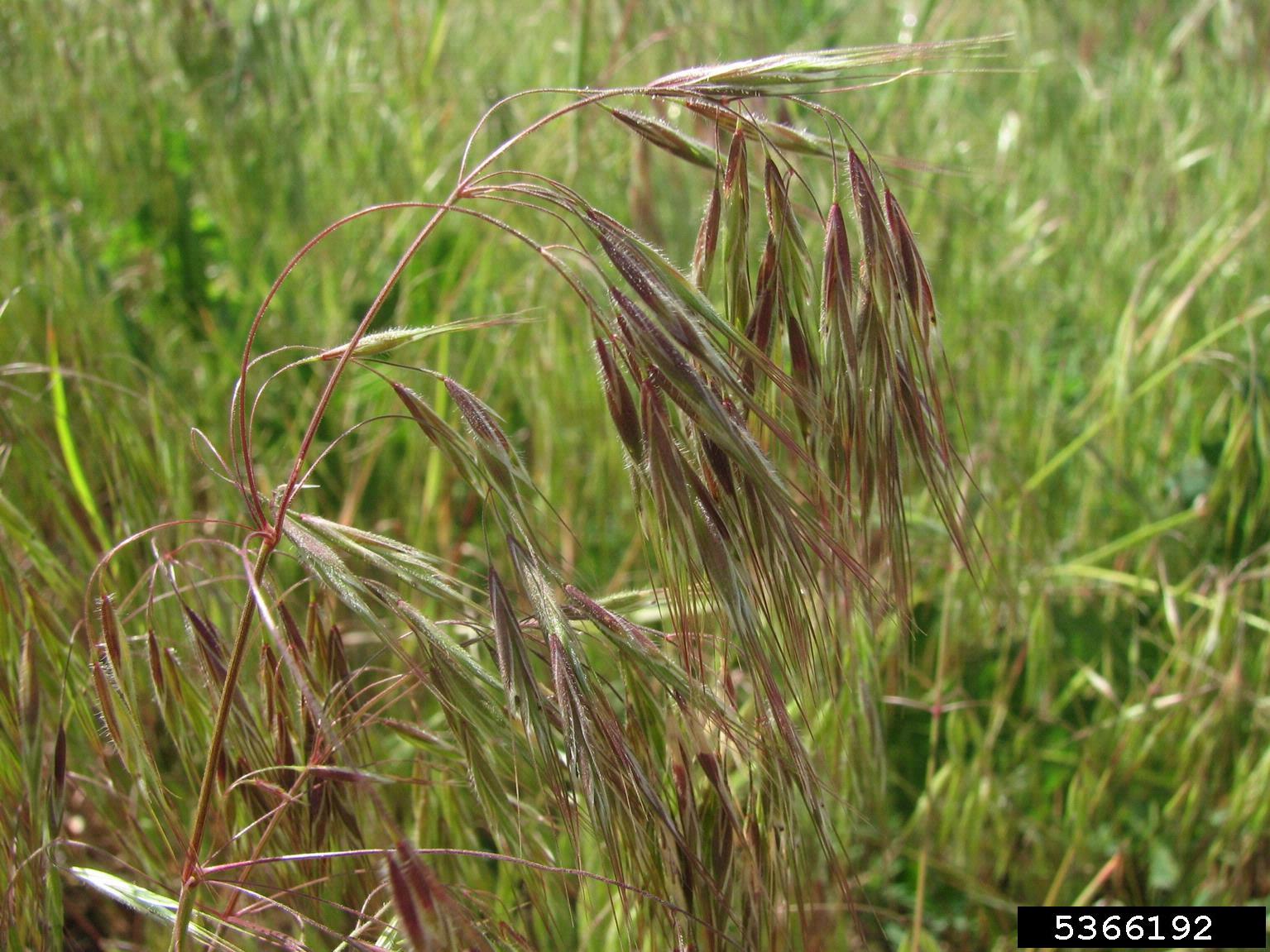cheatgrass, downy brome (Bromus tectorum L.)