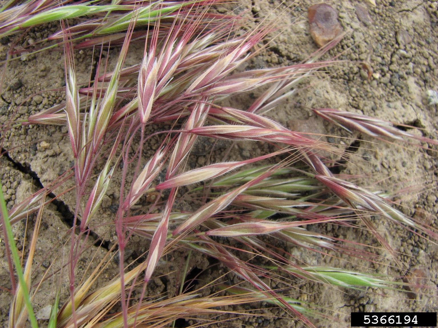 cheatgrass, downy brome (Bromus tectorum L.)
