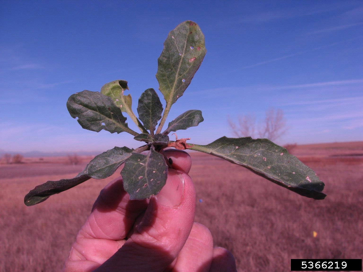 hoary cress (Lepidium draba)