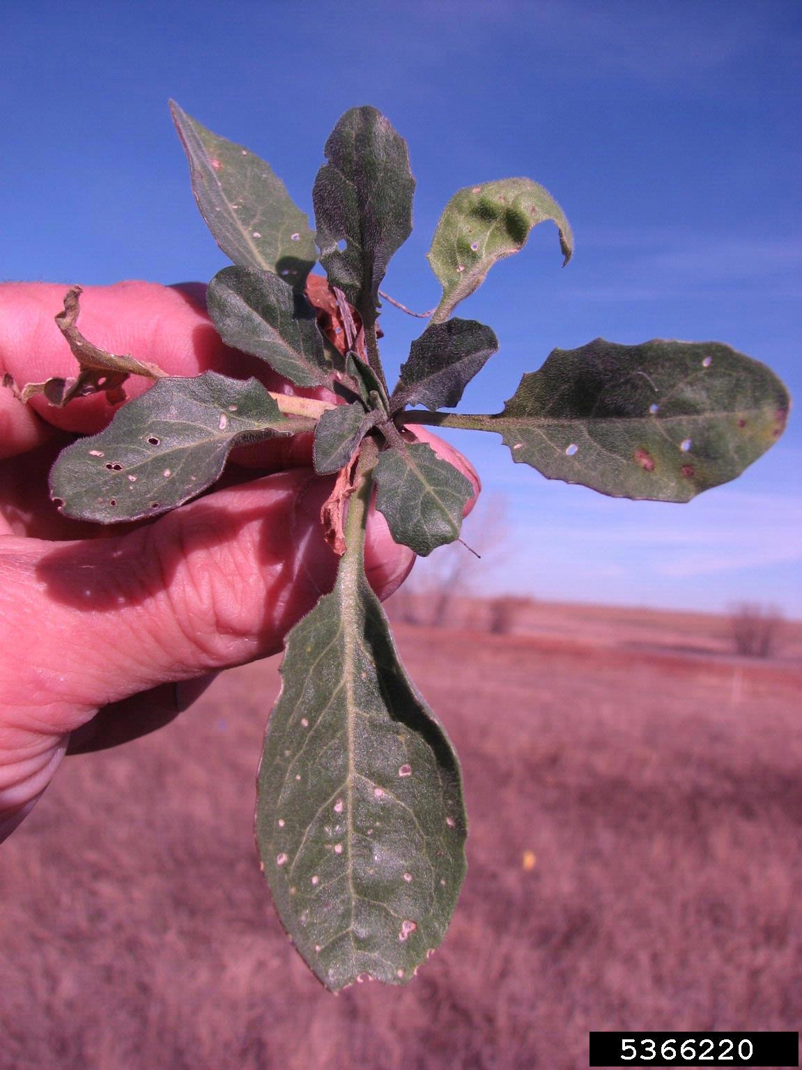 hoary cress (Lepidium draba)