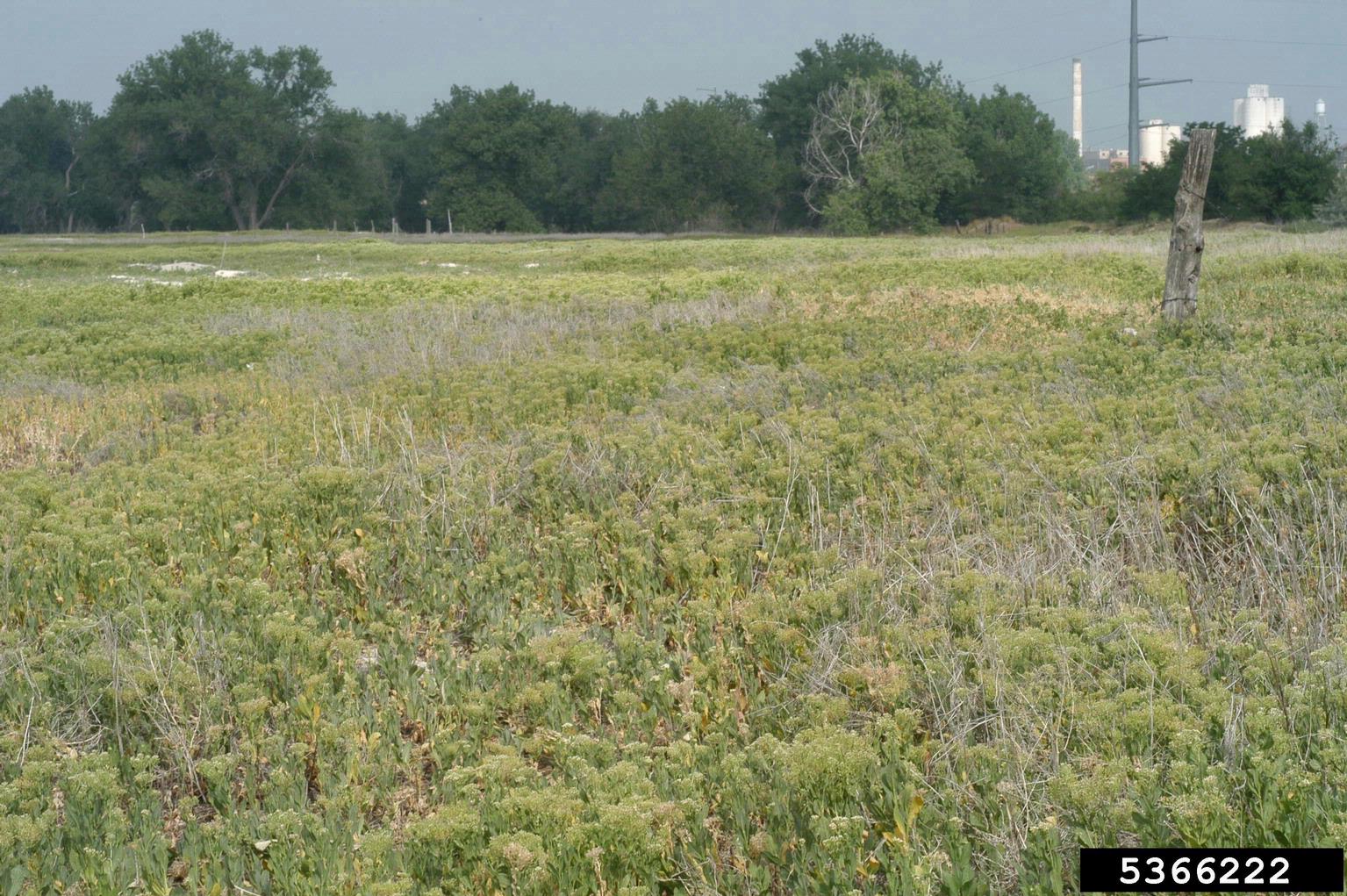 hoary cress (Lepidium draba)