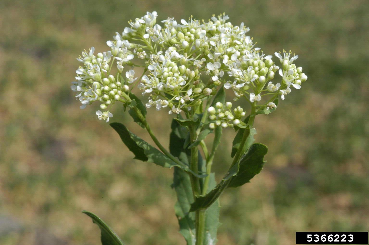 hoary cress (Lepidium draba (L.) Desv)