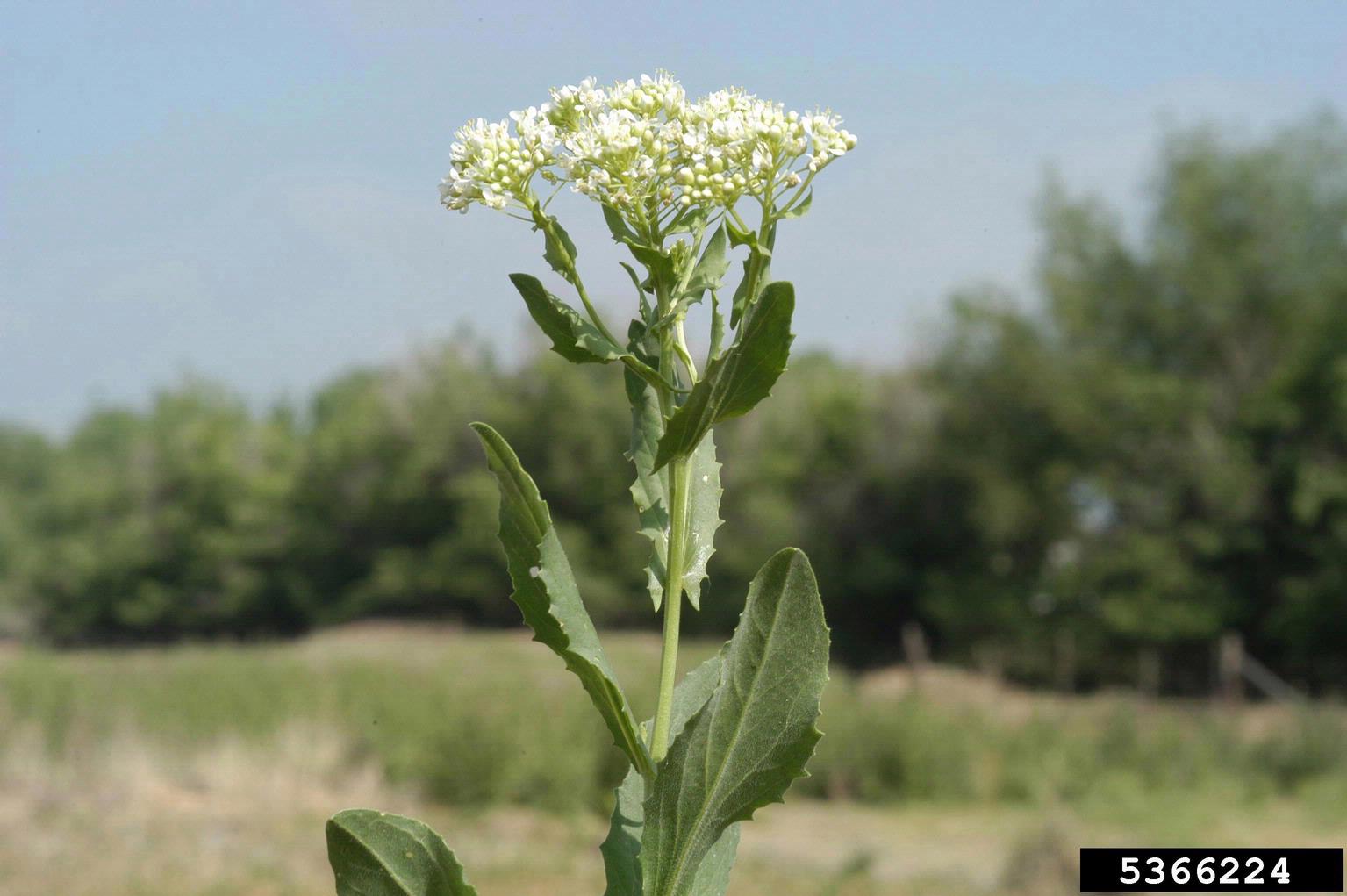 hoary cress (Lepidium draba)