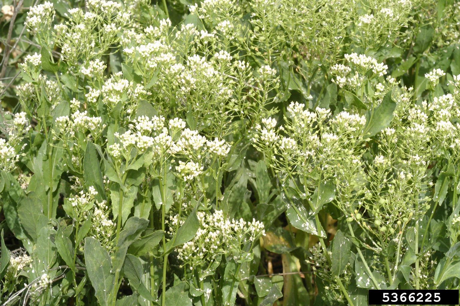 hoary cress (Lepidium draba (L.) Desv)